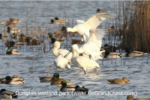 Shanghai Birdwatching Day Tour, Shanghai Birding Day Tour