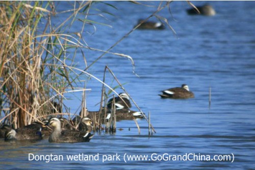 Shanghai Birdwatching Day Tour, Shanghai Birding Day Tour